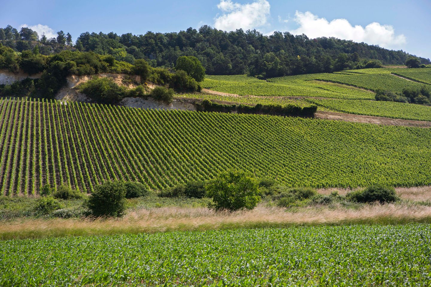 Cuis, the birthplace of Chardonnay | Champagne Bollinger